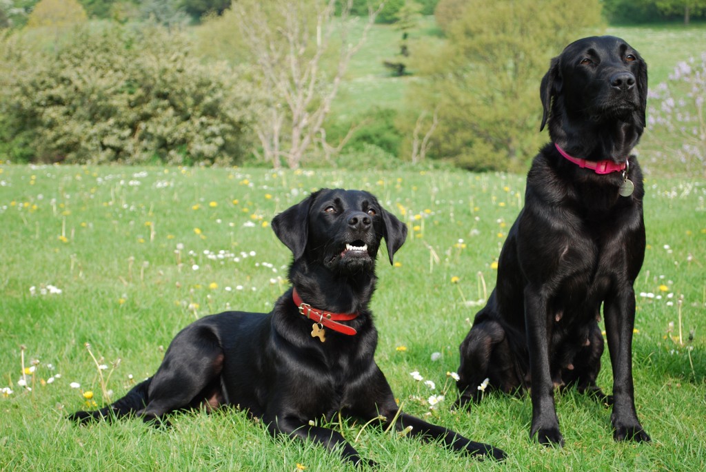 Information on Neutering | Marchstone Labradors